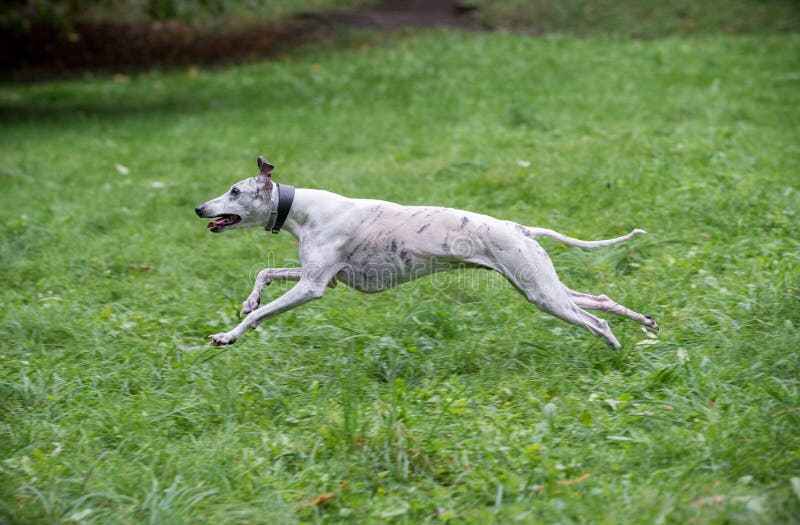 Lebrel en la hierba imagen de archivo. Imagen de sano - 99075043