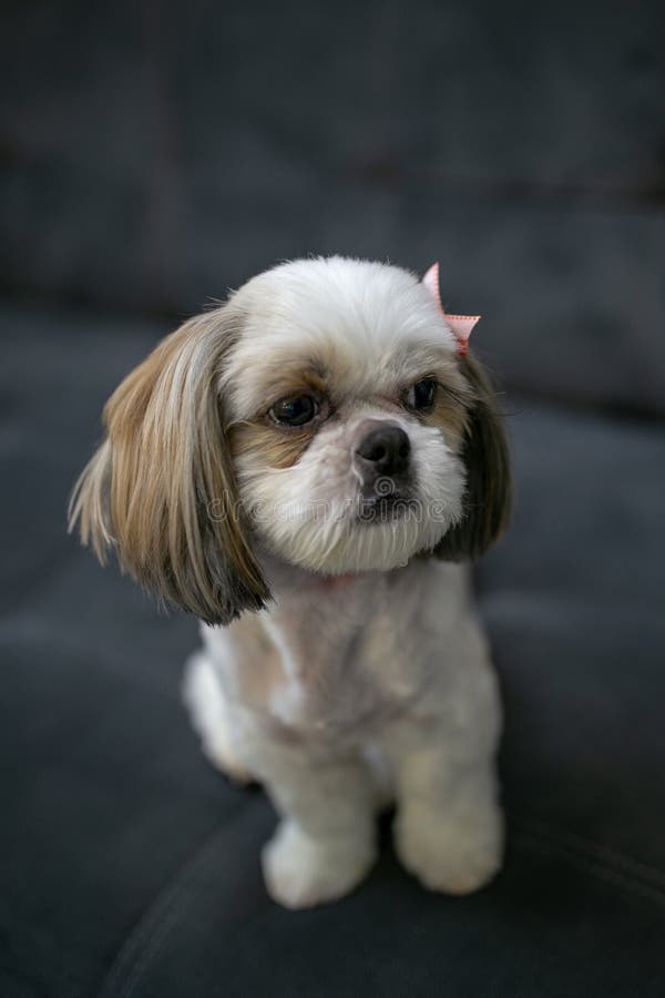 Shih Tsu foto de archivo. Imagen de blanco, perro, juguete - 286484