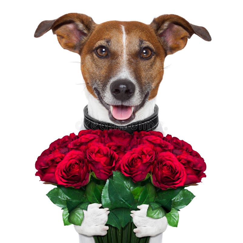 Perro De La Tarjeta Del Día De San Valentín Imagen de archivo - Imagen ...