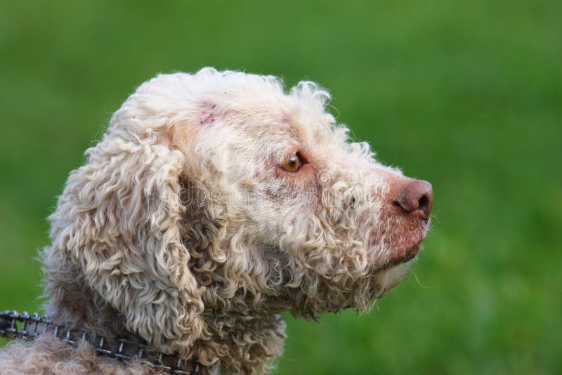 Perros De La Trufa De La Raza Foto de archivo - Imagen de culinario ...
