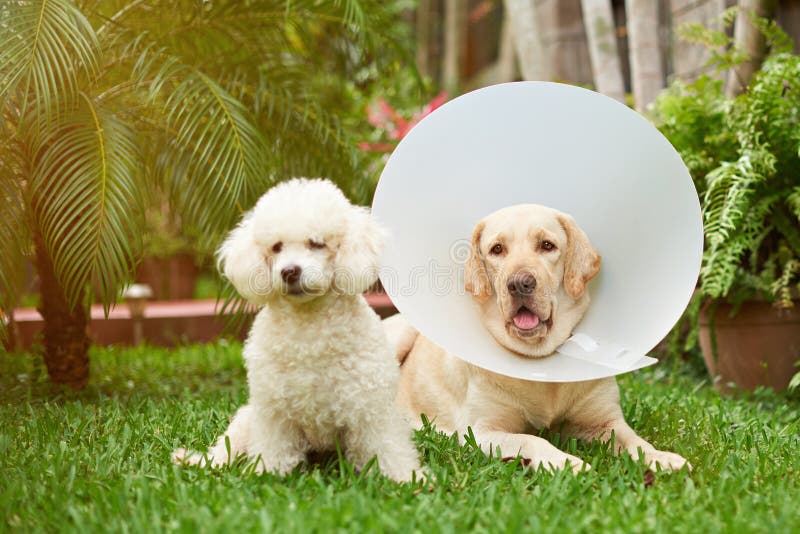 Perro De Labrador Con El Cuello Del Cono Foto de archivo - Imagen de ...