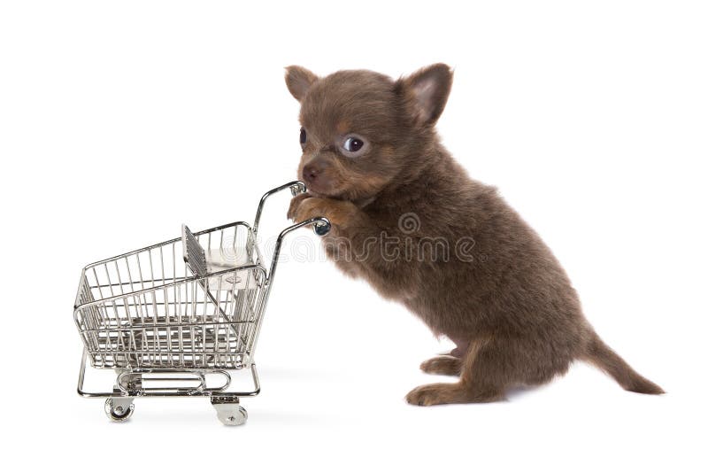 Perrito De La Chihuahua Que Empuja El Carro Del Supermercado Foto de ...