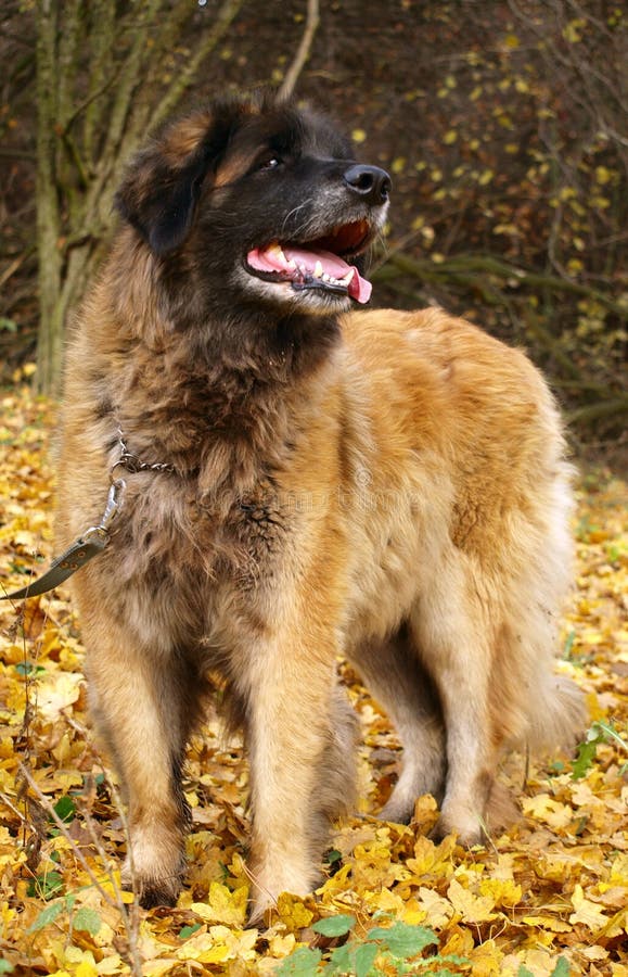 Perro de Leonberger foto de archivo. Imagen de animal - 24347346