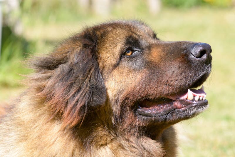 Perro de Leonberger imagen de archivo. Imagen de hermoso - 39394083