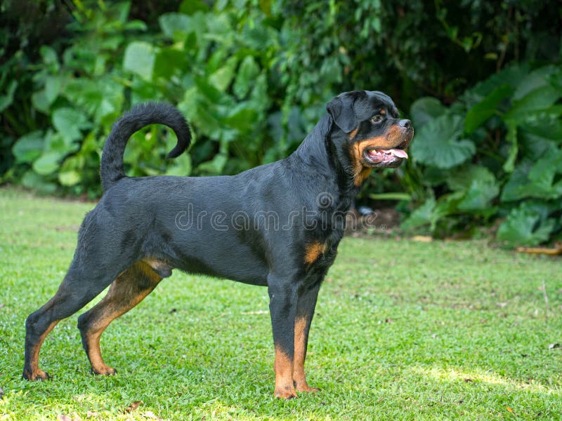 Perro De Macho Rottweiler En El Campo Foto de archivo - Imagen de ...