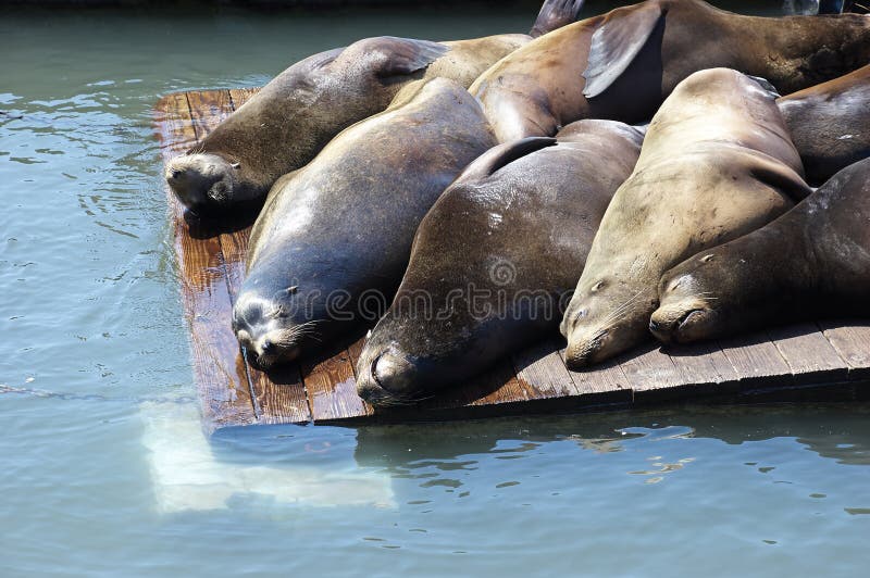 Perro de mar imagen de archivo. Imagen de resto, muelle - 28511963