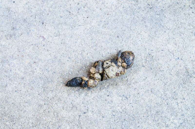 Perro de mierda foto de archivo. Imagen de sucede, noche - 151884002