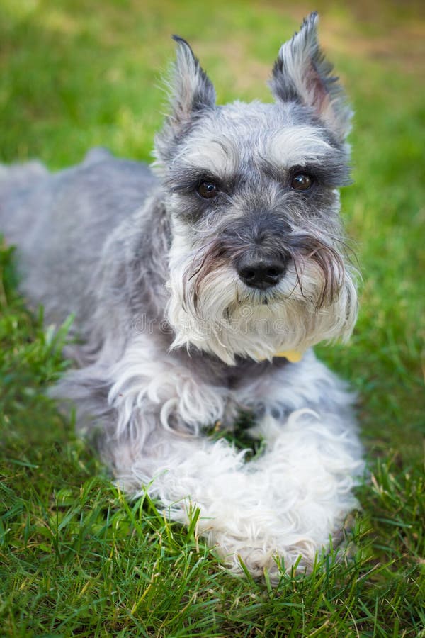 Perro De Mirada Enojado Del Schnauzer Fotos de stock - Fotos libres de ...