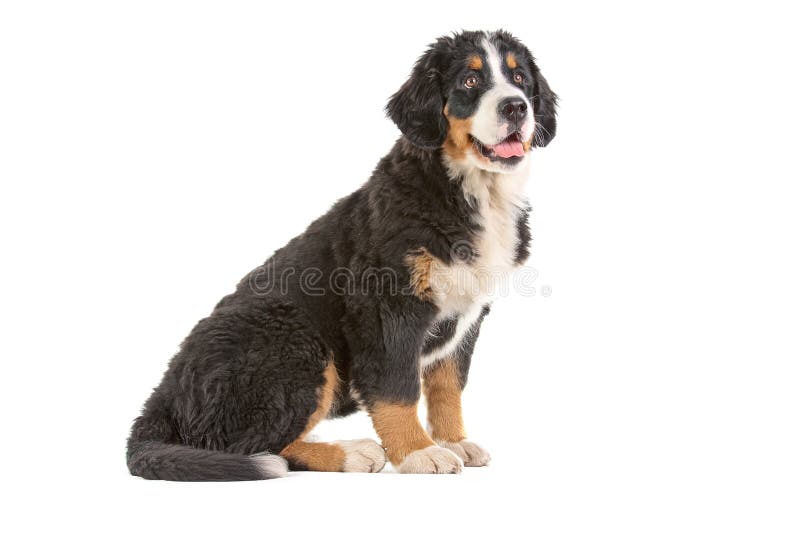 Perro De Montaña Bernese Del Perrito Imagen de archivo - Imagen de ...