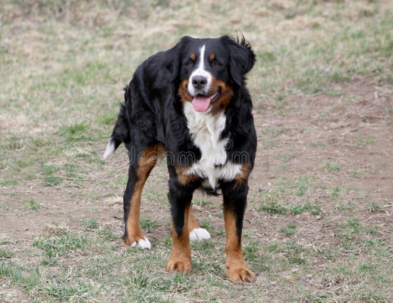 Perro De Montaña De Bernese Imagen de archivo - Imagen de sentada ...