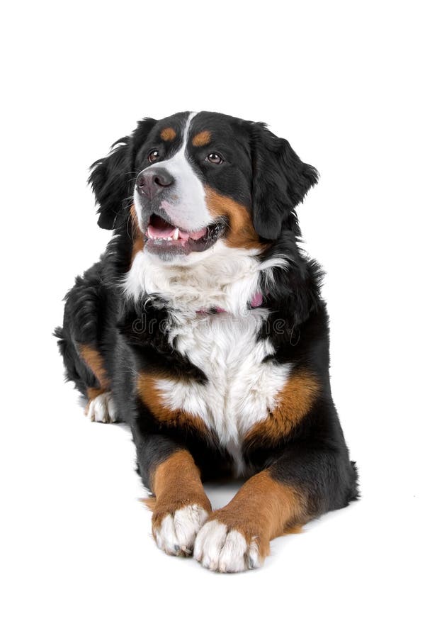 Perro De Montaña De Bernese Imagen de archivo - Imagen de blanco ...