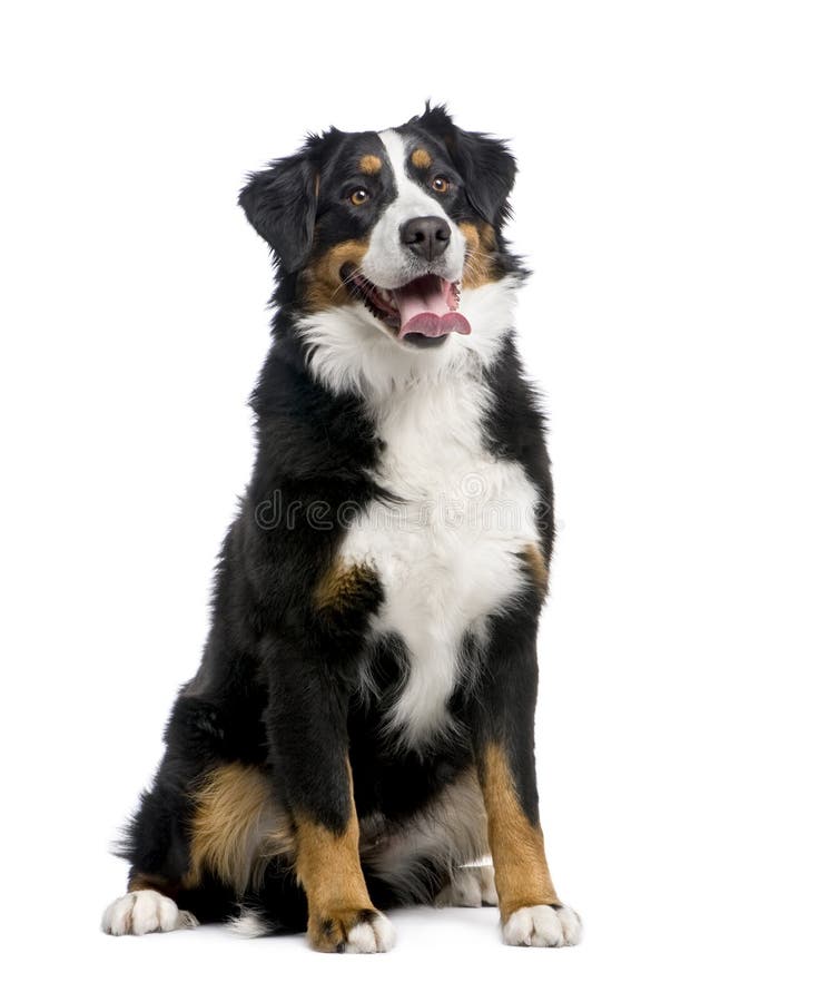 Perro De Montaña De Bernese (15 Meses) Imagen de archivo - Imagen de ...