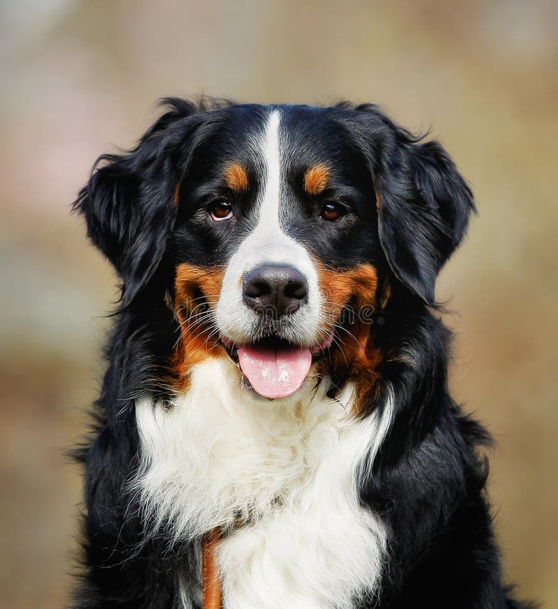 Perro De Montaña De Bernese Foto de archivo - Imagen de bernés, cara ...