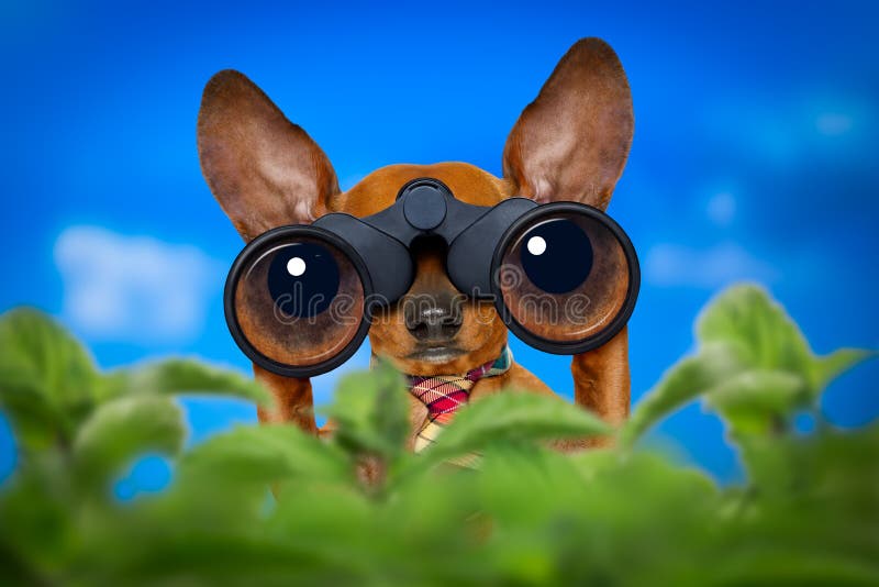 Perro de la lupa imagen de archivo. Imagen de lupa, futuro - 76525137