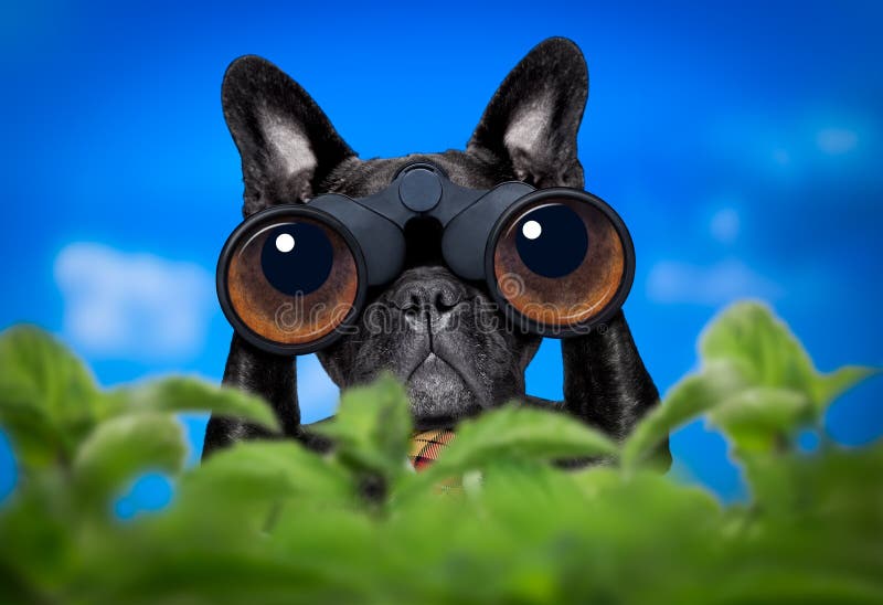 Perro Que Mira a Través De Los Prismáticos Imagen de archivo - Imagen ...