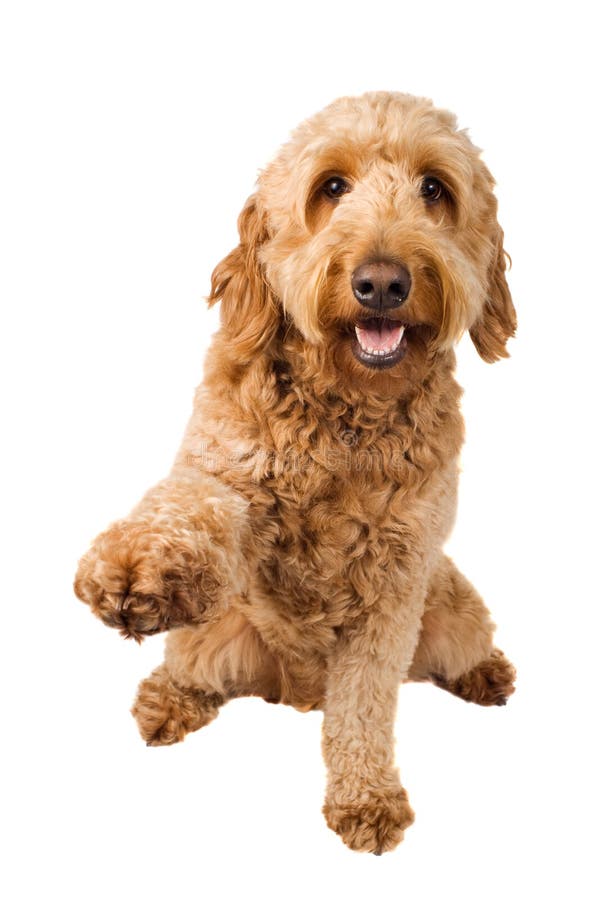 Perro de oro del Doodle foto de archivo. Imagen de sonriente - 10076852