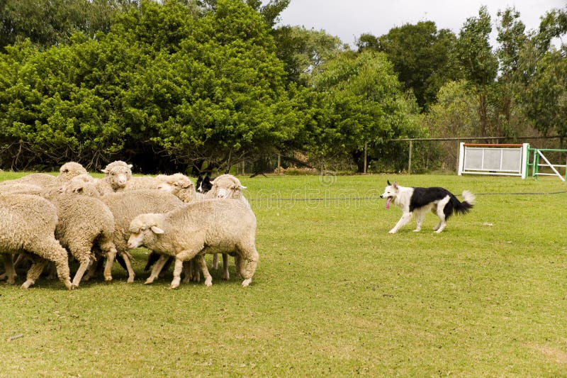 Perro de ovejas en granja foto de archivo. Imagen de australia - 9121444