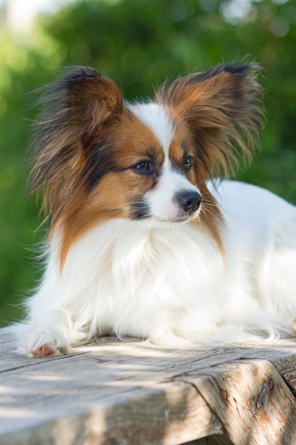 Perro de Papillon imagen de archivo. Imagen de perrito - 21352665