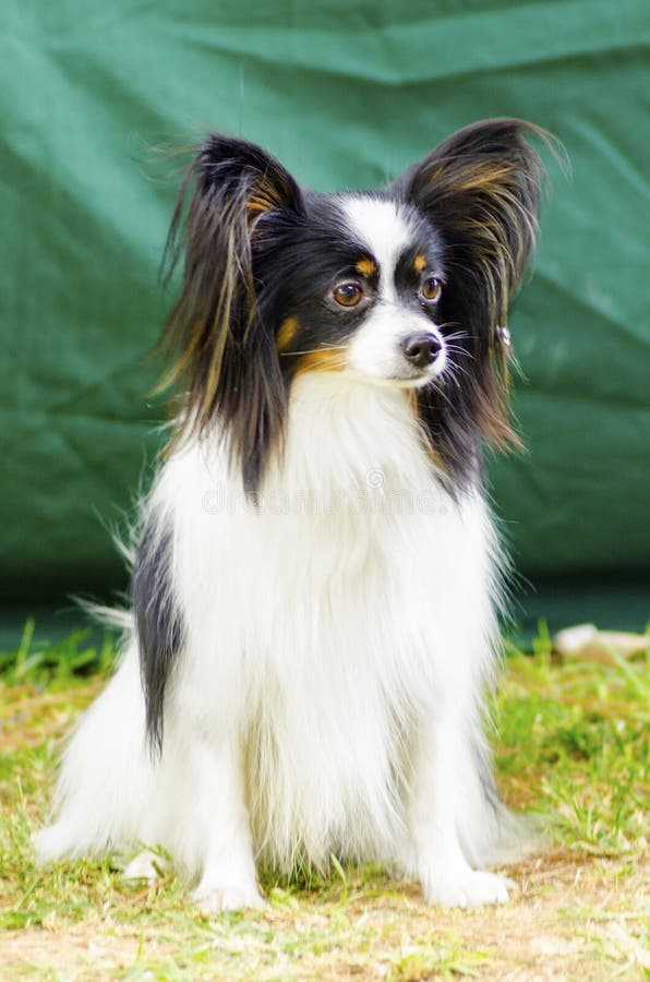 Perro de Papillon imagen de archivo. Imagen de conceptual - 35771703