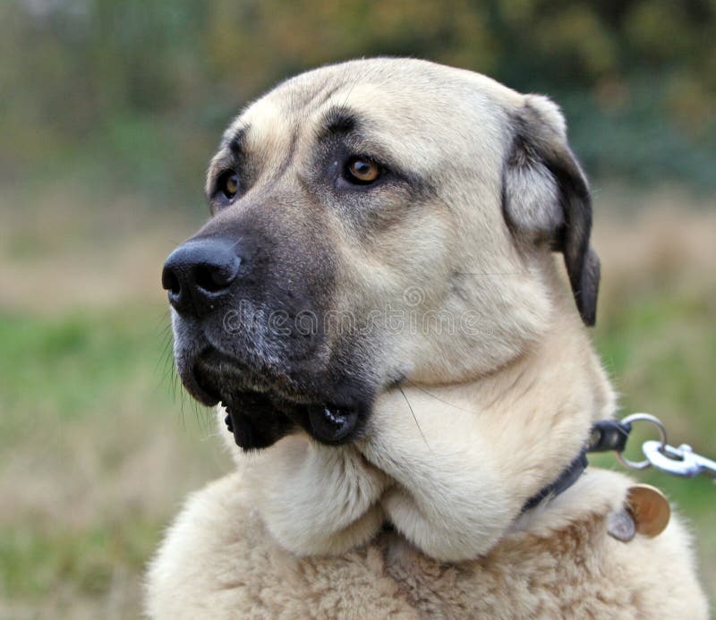 Perro De Pastor De Anatolia Kangal Imagen de archivo - Imagen de ...