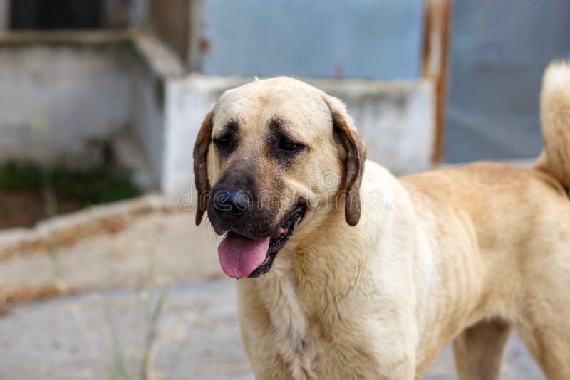 El Perro Turquía De Sivas Kangal Imagen de archivo - Imagen de calma ...