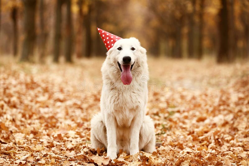 Perro De Pastor Suizo Blanco Imagen de archivo - Imagen de celebre ...