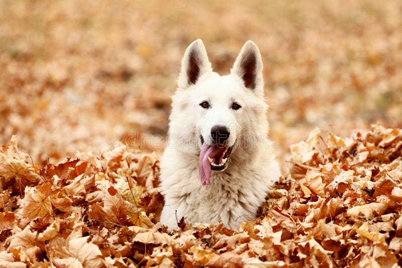 Perro De Pastor Suizo Blanco Foto de archivo - Imagen de animal ...