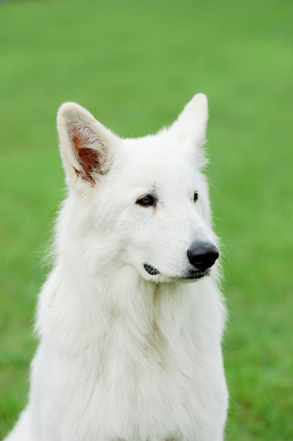 Perro De Pastor Suizo Blanco Imagen de archivo - Imagen de mirando ...