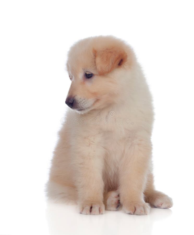 Perro De Perrito Adorable Con El Pelo Liso Foto de archivo - Imagen de ...