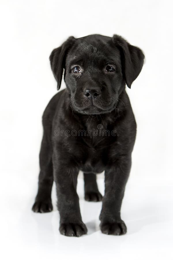 Perro De Perrito Blanco Del Labrador Retriever Imagen de archivo ...