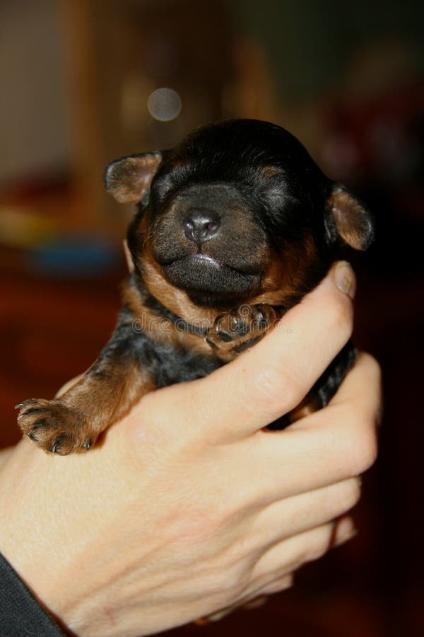 Perro De Perrito - Caniche De La Raza Imagen de archivo - Imagen de ...