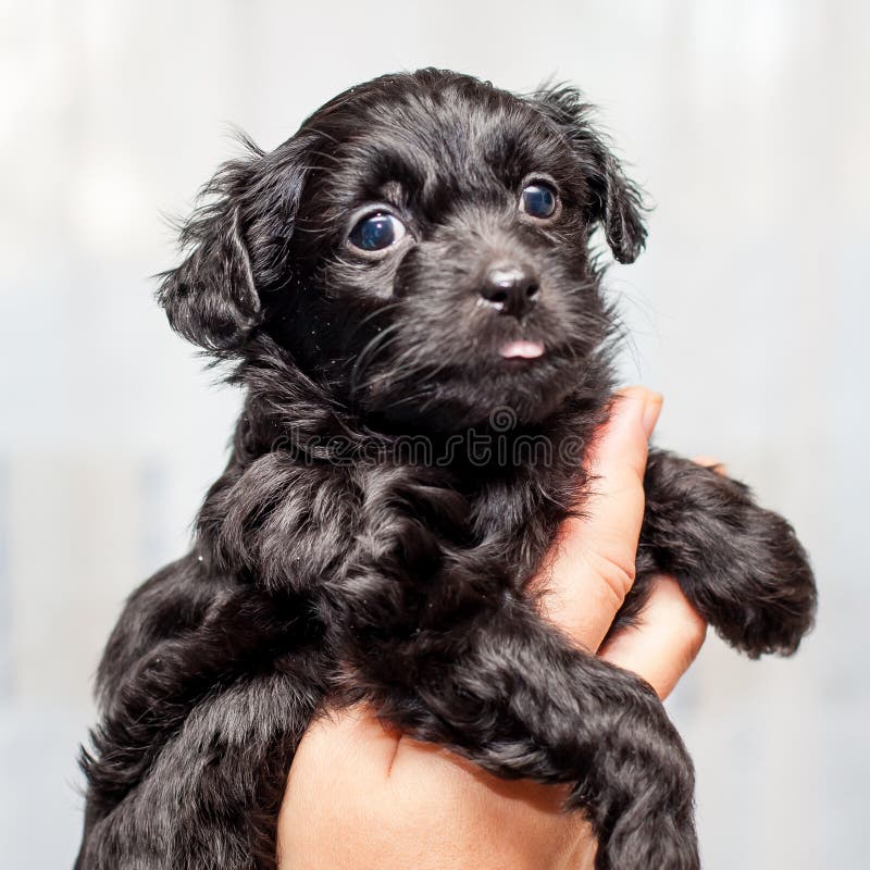 Perro de perrito chino imagen de archivo. Imagen de pelo - 60912829