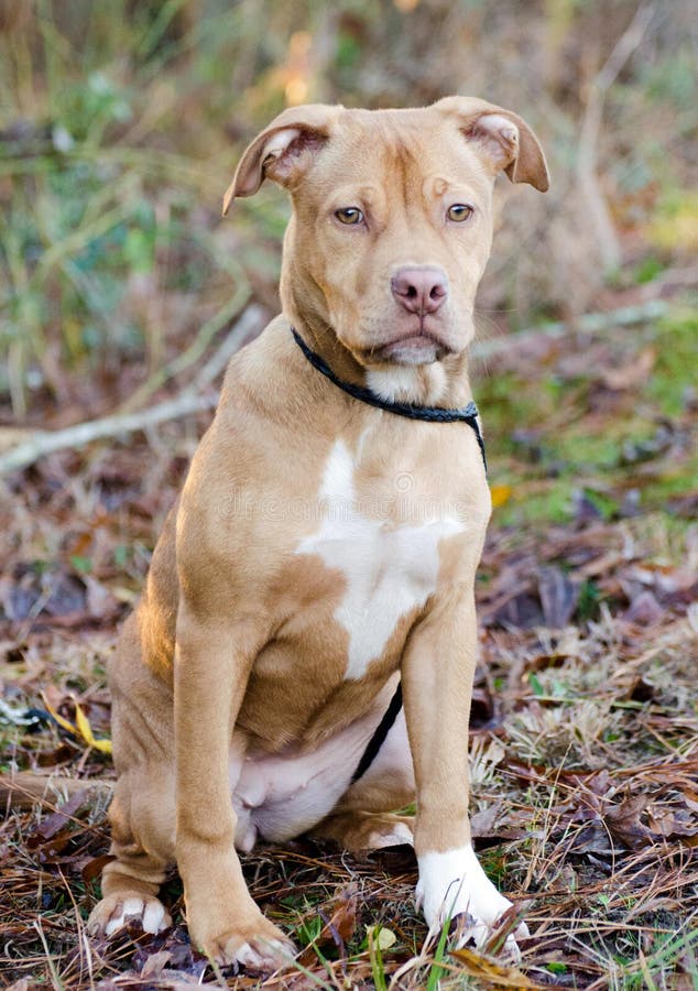 Perrito Rojo De Pitbull De La Nariz Imagen de archivo - Imagen de nariz ...