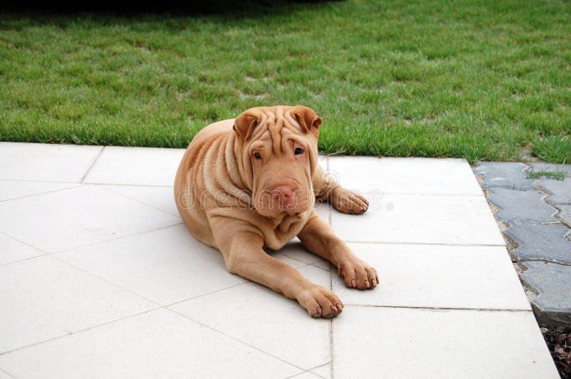 Perro De Perrito De Sharpei Foto de archivo - Imagen de perezoso ...