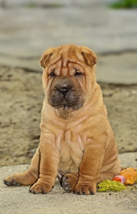 Perro De Perrito Del Sharpei Que Se Sienta Foto de archivo - Imagen de ...