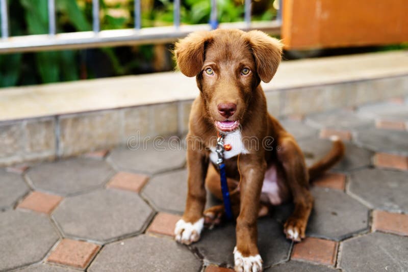 Perro De Perrito Encadenado Foto de archivo - Imagen de divertido ...