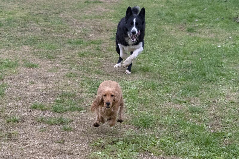 Perro De Perrito Feliz Cocker Spaniel Y Funcionamiento Del Border ...