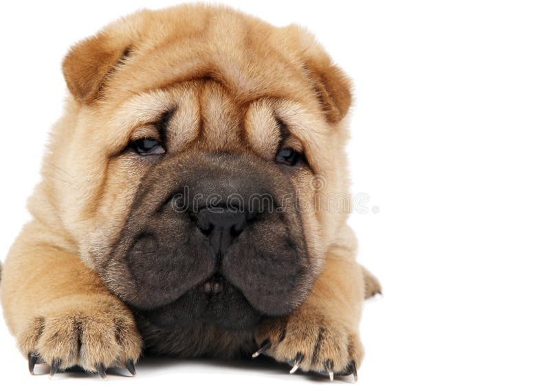Perro De Perrito Joven Del Sharpei Foto de archivo - Imagen de perro ...