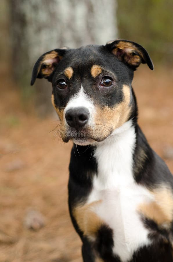 Perro de perrito tricolor foto de archivo. Imagen de mirlo - 83962116