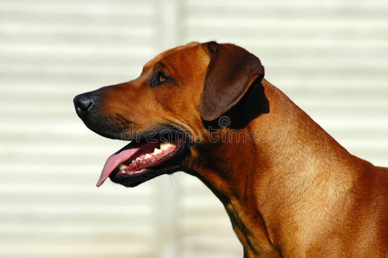 Perro De Perro De Rhodesian Ridgeback Foto de archivo - Imagen de ojos ...