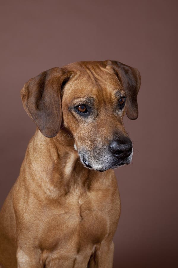 Perro De Perro De Rhodesian Ridgeback Imagen de archivo - Imagen de ...