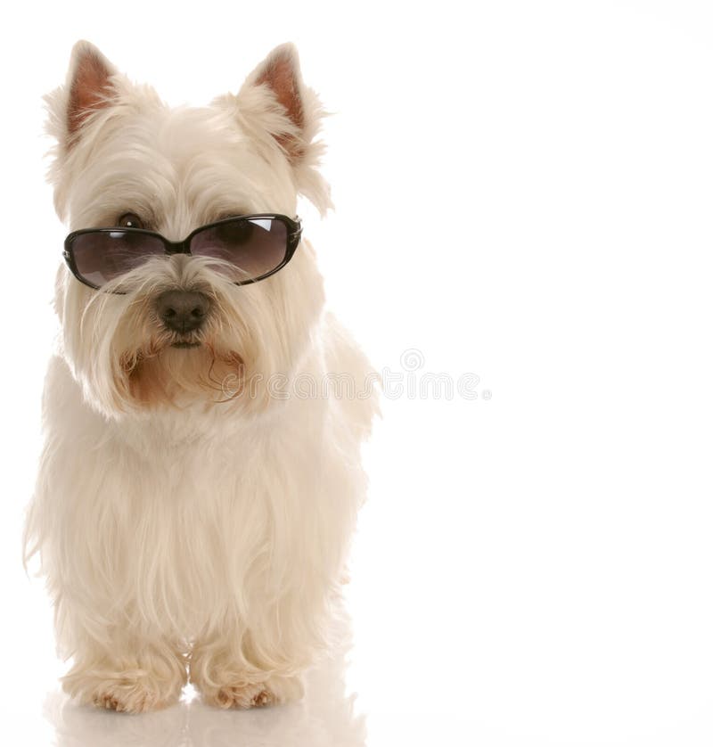 Perro de perro fresco imagen de archivo. Imagen de honestidad - 10266381