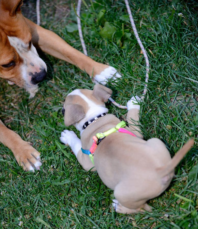 Perro De Pitbull Jugando Con Su Cachorro Sobre La Hierba Foto de ...