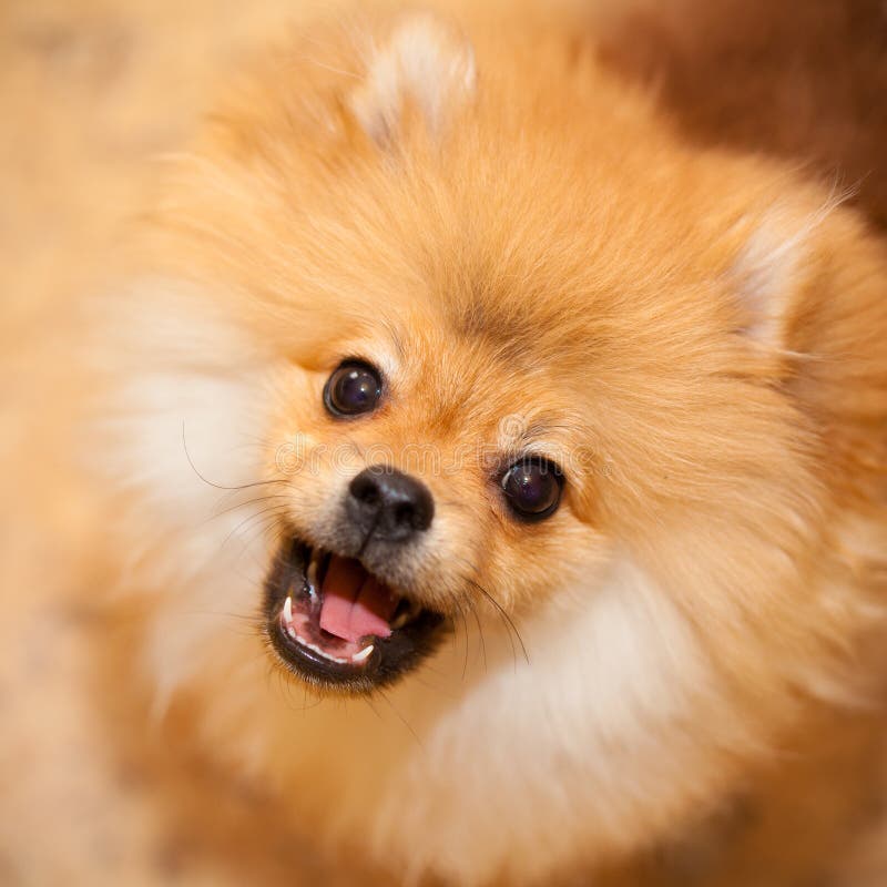 Cómo Es Un Perro Agresivo