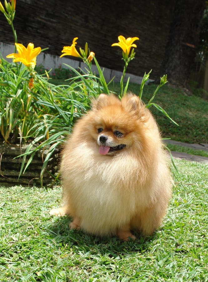 Perro De Pomerania De Pomeranian Imagen de archivo - Imagen de lindo ...
