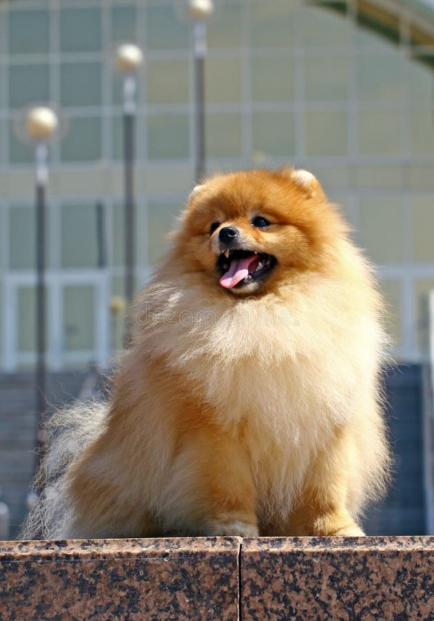 Perro De Pomerania De Pomeranian Con El Edificio Imagen de archivo ...
