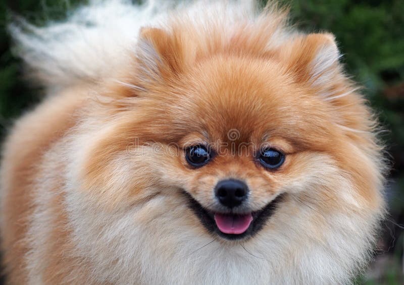 Perro Pomeranian Sonriente. Foto de archivo - Imagen de imagen, dorado ...