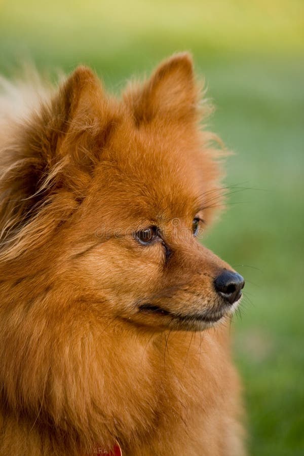 Perro de Pomeranian imagen de archivo. Imagen de piel - 6679017