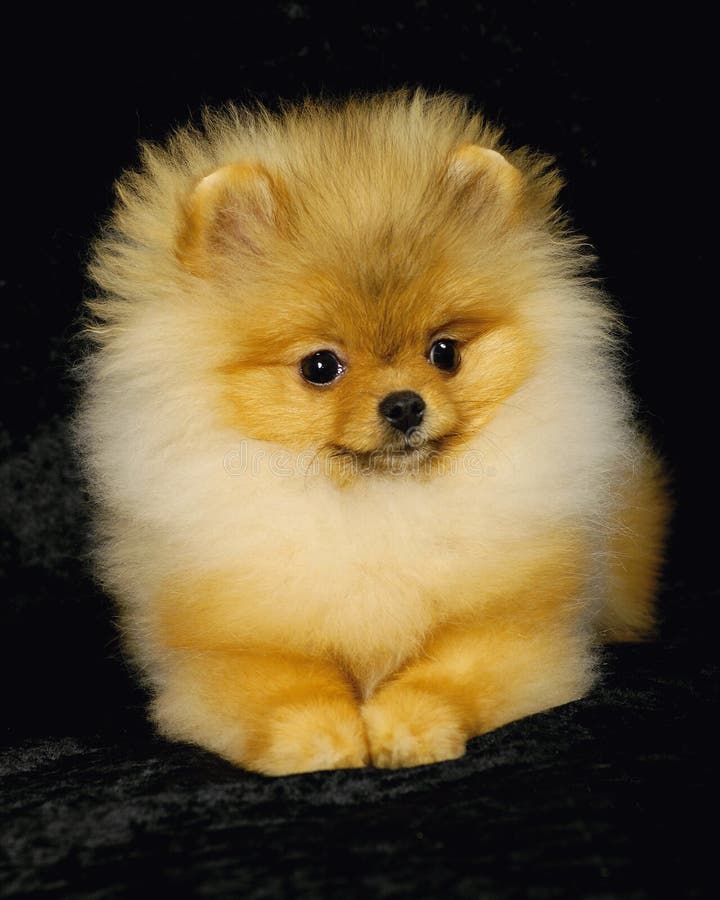 Perro de Pomeranian foto de archivo. Imagen de anaranjado - 8125528