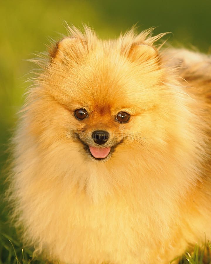 Perro de Pomeranian imagen de archivo. Imagen de leal - 9439541